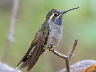 Hummingbirds Overview | BirdWise ID Quizzes