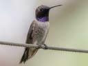 Hummingbirds Overview | BirdWise ID Quizzes