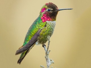 Hummingbirds Overview | BirdWise ID Quizzes