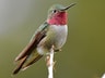 Hummingbirds Overview | BirdWise ID Quizzes