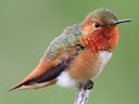 Hummingbirds Overview | BirdWise ID Quizzes