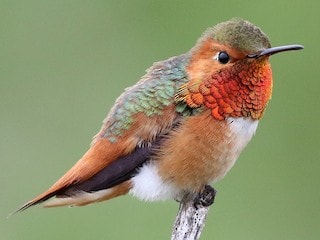 Hummingbirds Overview | BirdWise ID Quizzes