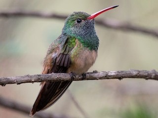 Hummingbirds Overview | BirdWise ID Quizzes