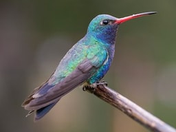 Hummingbirds Overview | BirdWise ID Quizzes